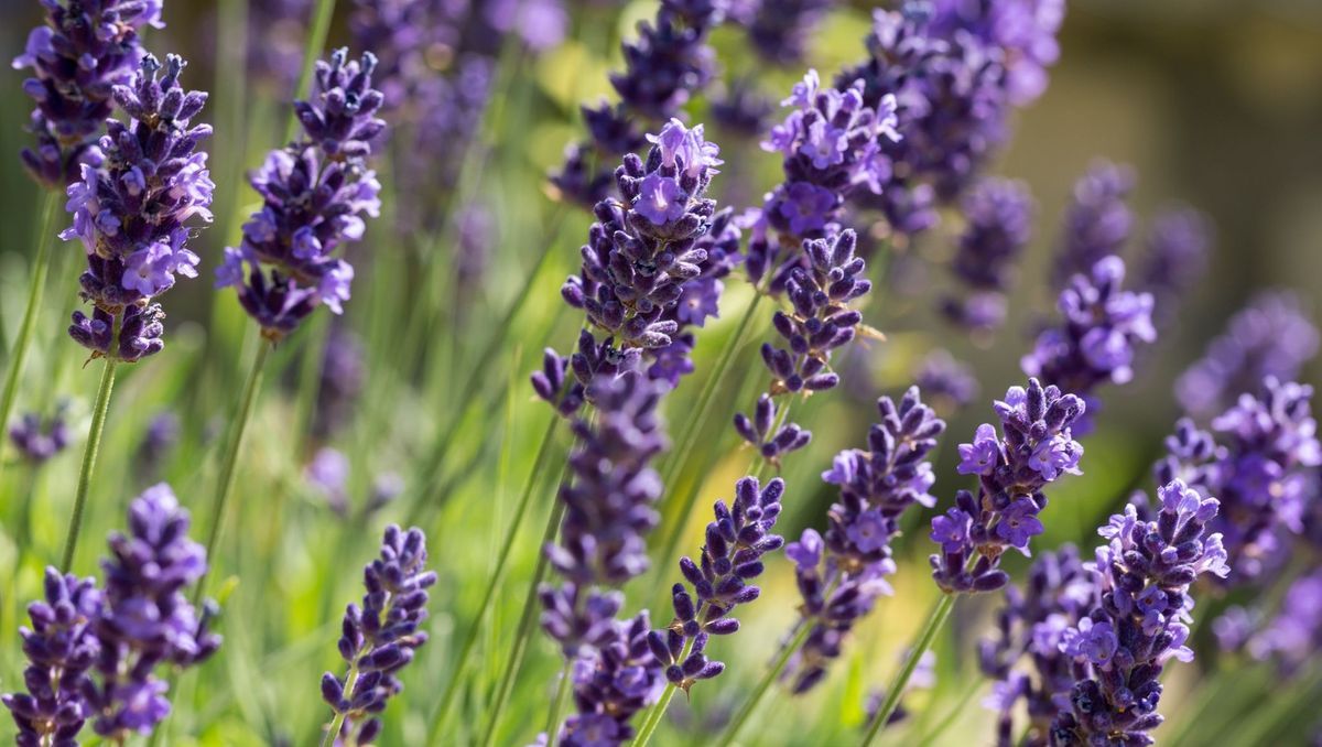 Lavande et parfums aromatiques : fraîcheur verte & élégance | Maison ...